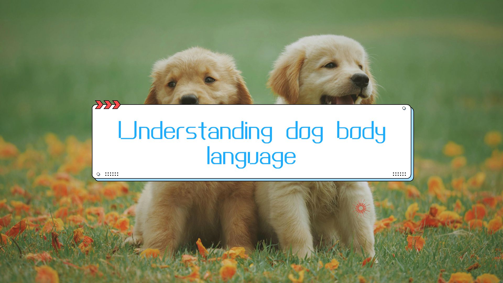Understanding dog body language. - Text Video By Christian Sinano ...