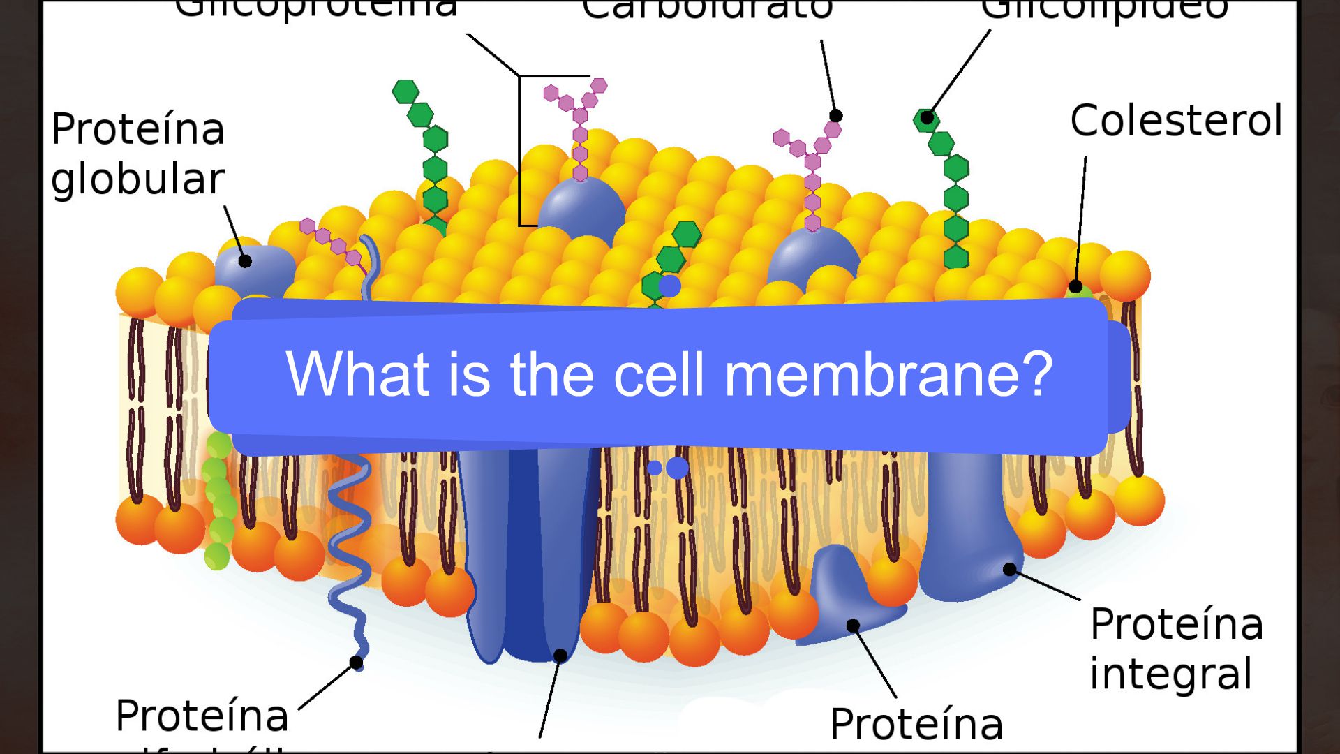 What is the cell membrane. - Animated Video By Daniela Robayo - Mango ...